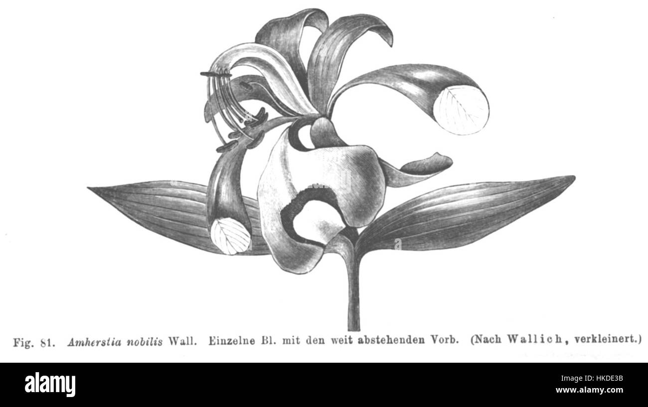 Amherstia nobilis, also known as the pride of Burma, is a striking ...