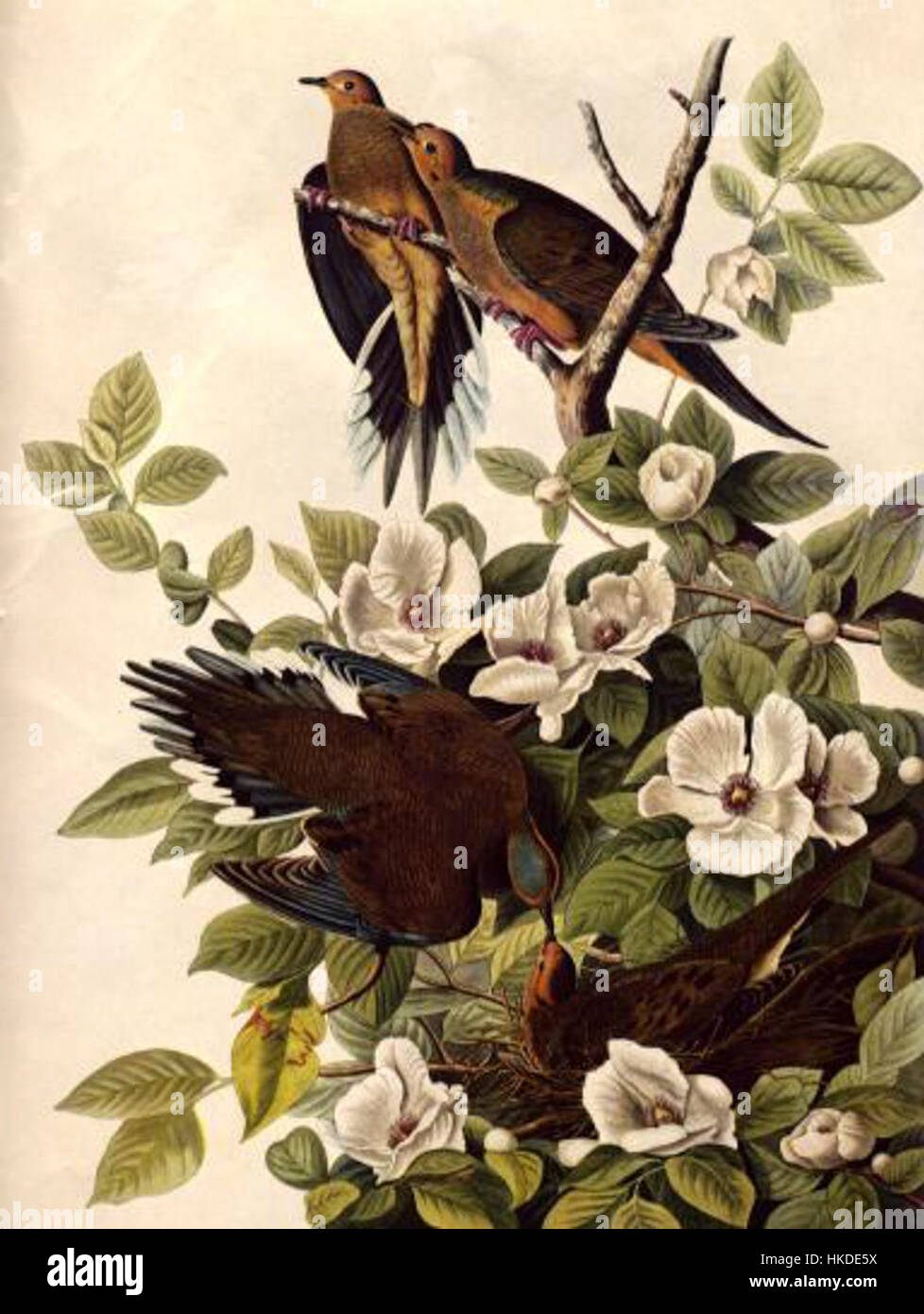 This watercolor painting by John James Audubon depicts the Carolina ...