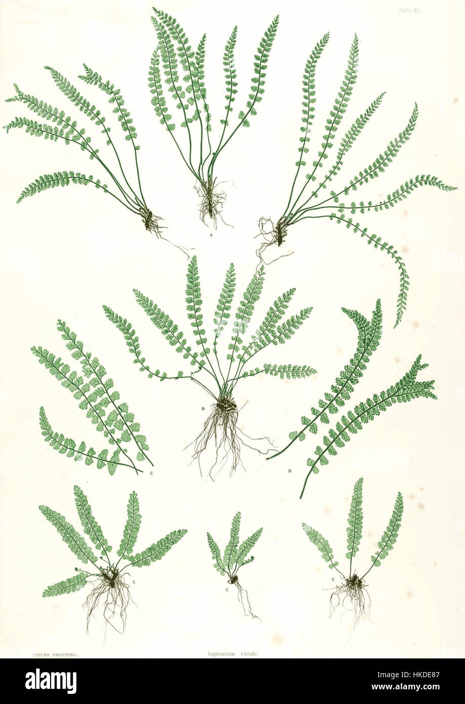 Asplenium viride, commonly known as a species of fern, is depicted in ...