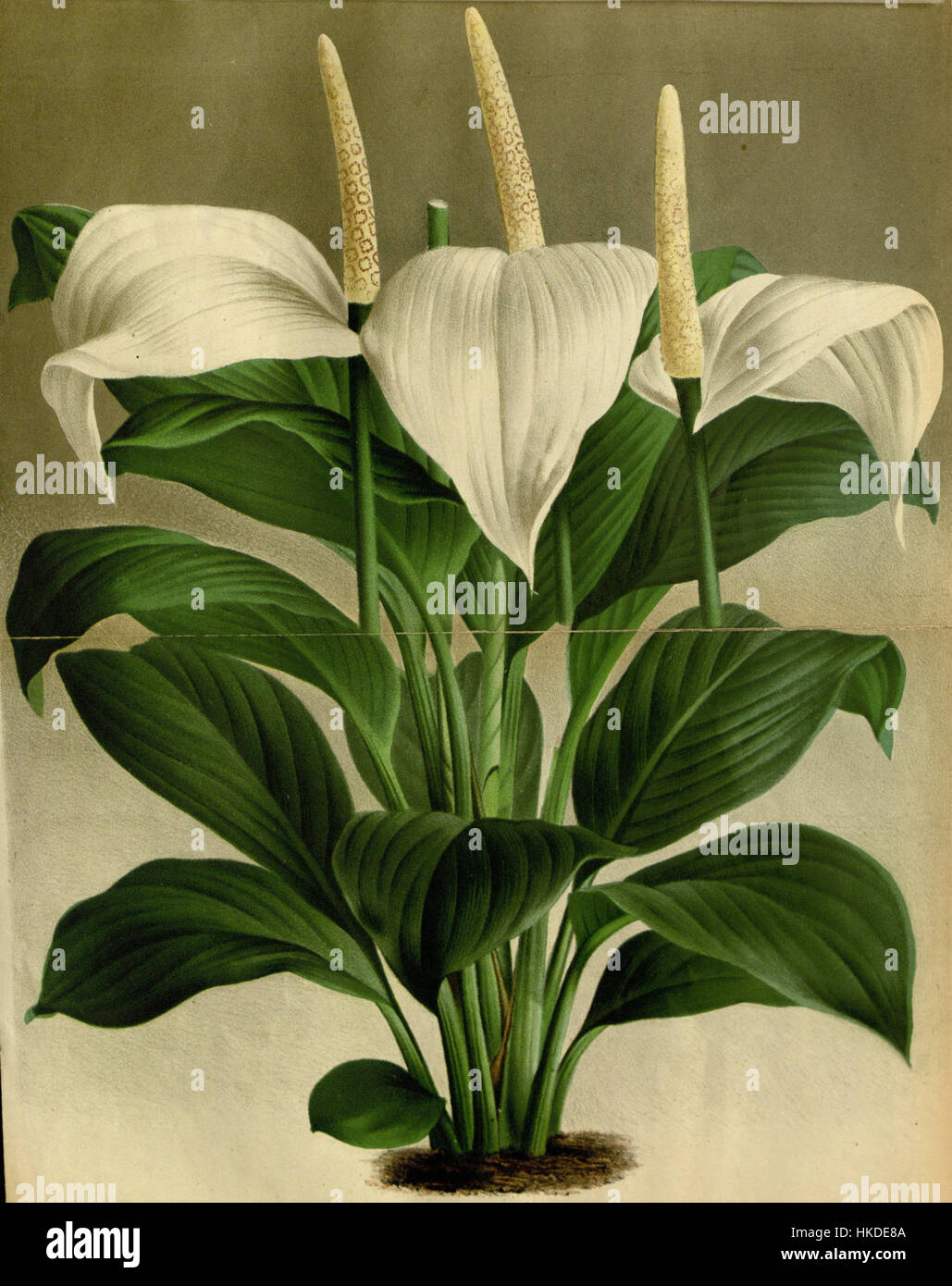 Anthurium Dechardi, known for its striking flowers and vibrant ...