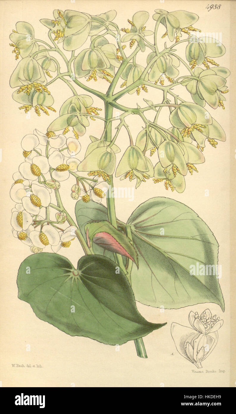 *Begonia wageneriana* is a species of begonia known for its striking ...