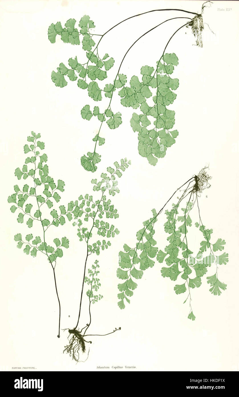 'Adiantum capillus veneris,' commonly known as the Venus hair fern, is ...