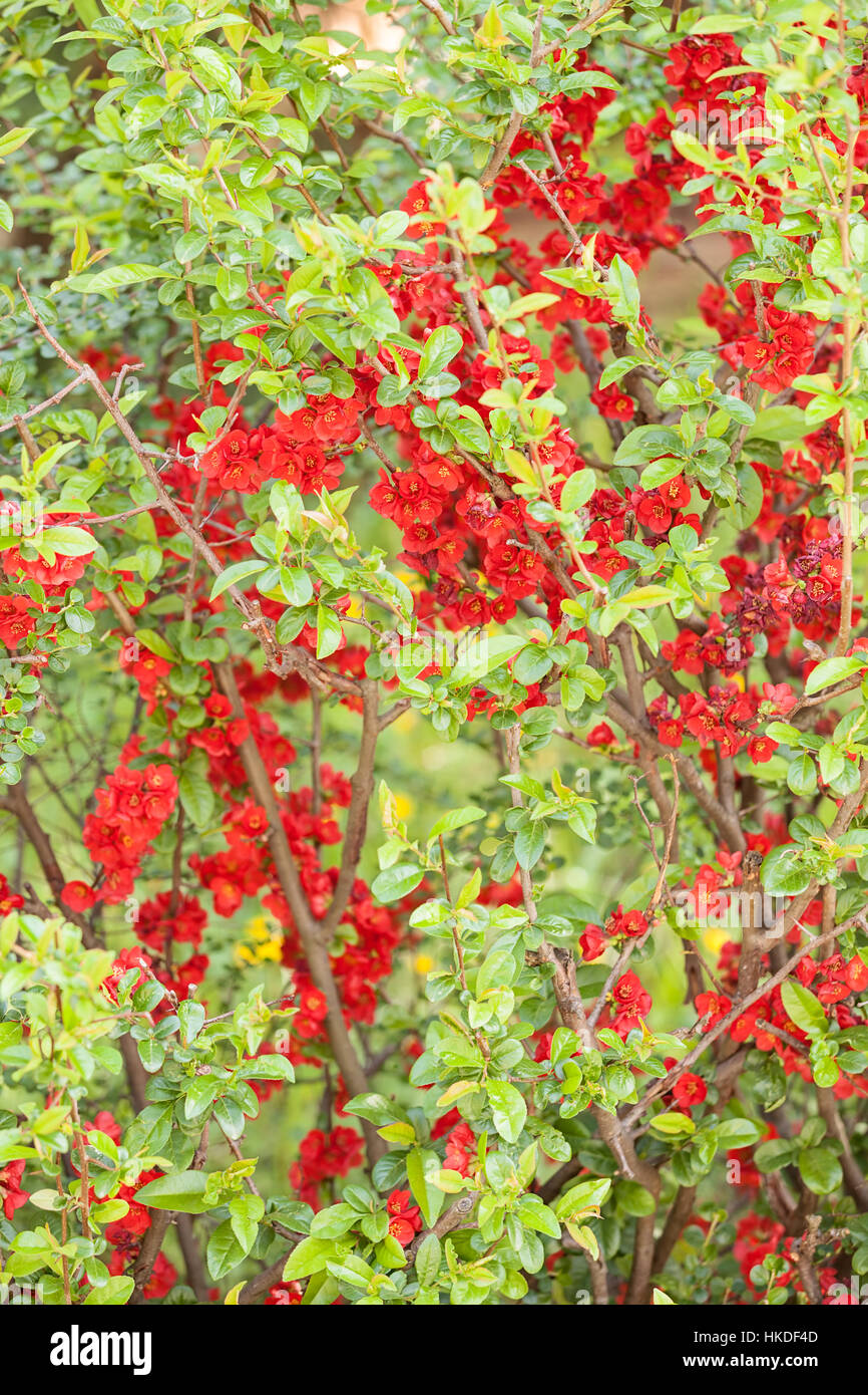 quince branches with red flowers, note shallow depth of field Stock ...