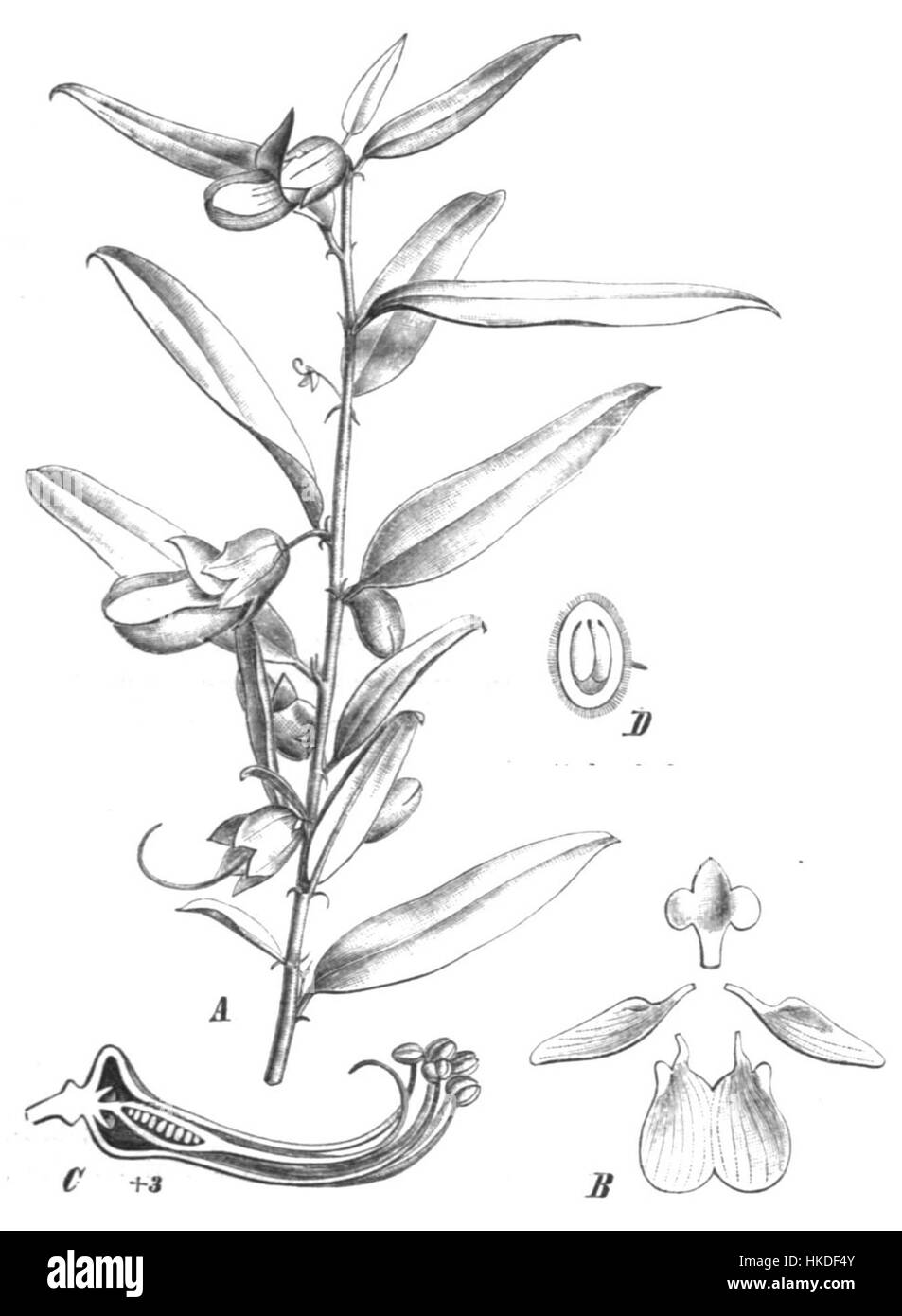 In natural native habitat Cut Out Stock Images & Pictures - Alamy