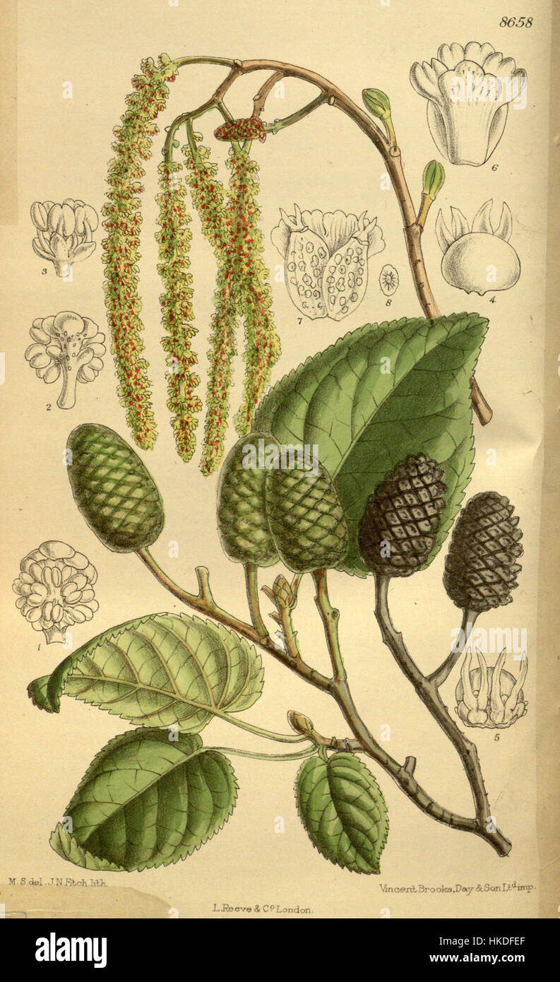 This botanical illustration of *Alnus cordata*, also known as the ...