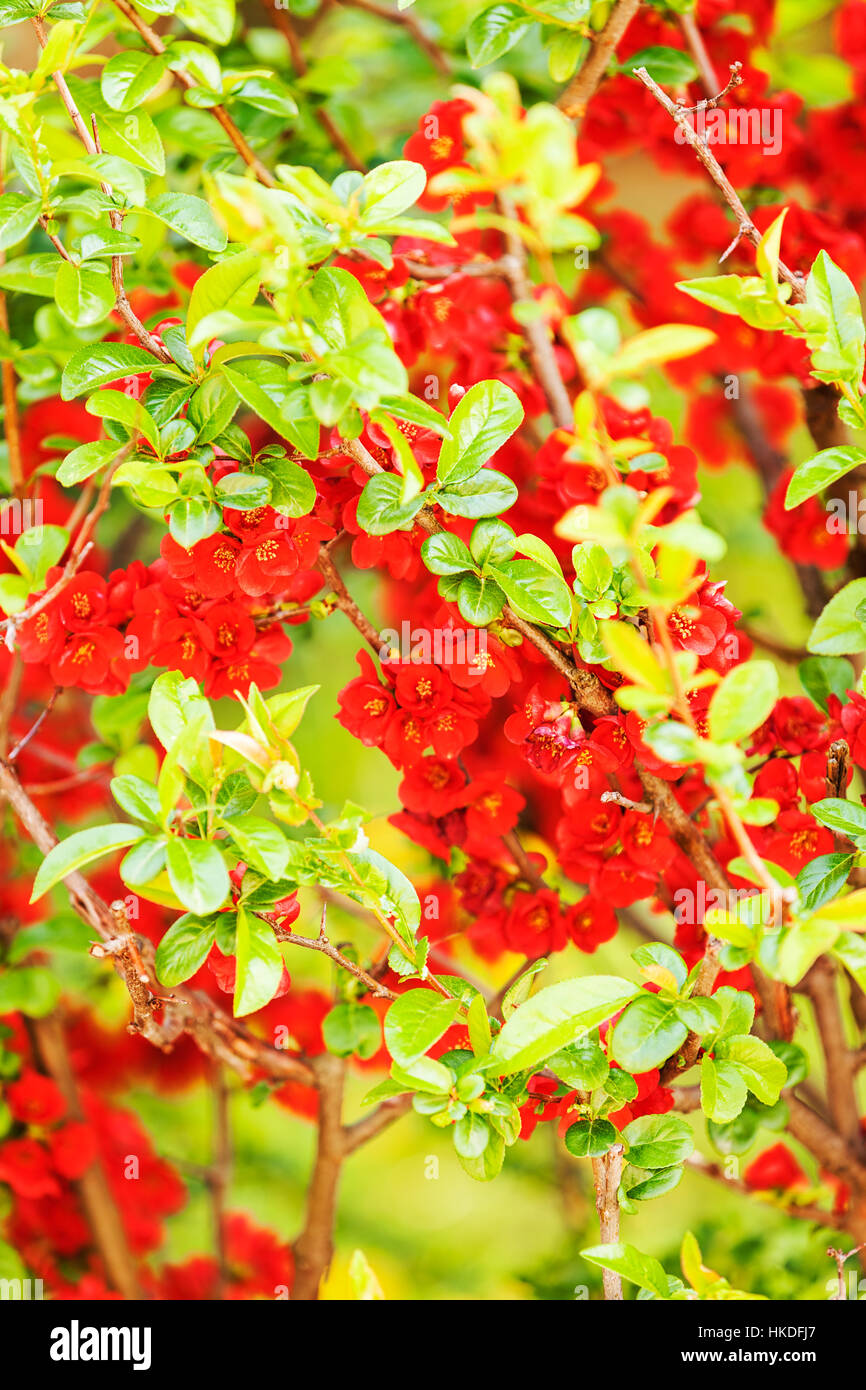 quince branches with red flowers, note shallow depth of field Stock ...