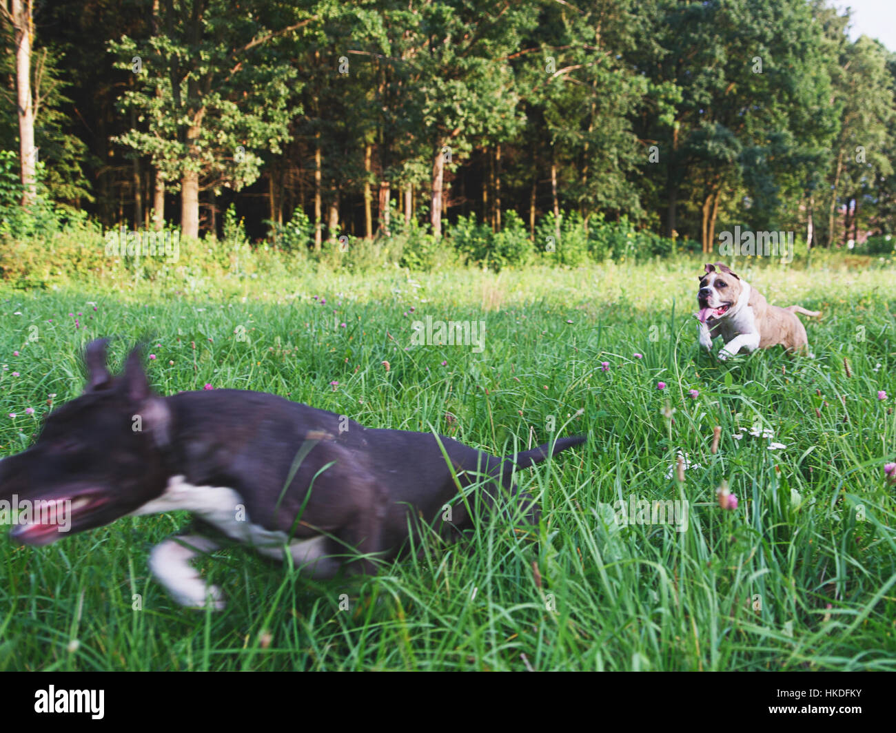 Dogs running in grass hi-res stock photography and images - Alamy