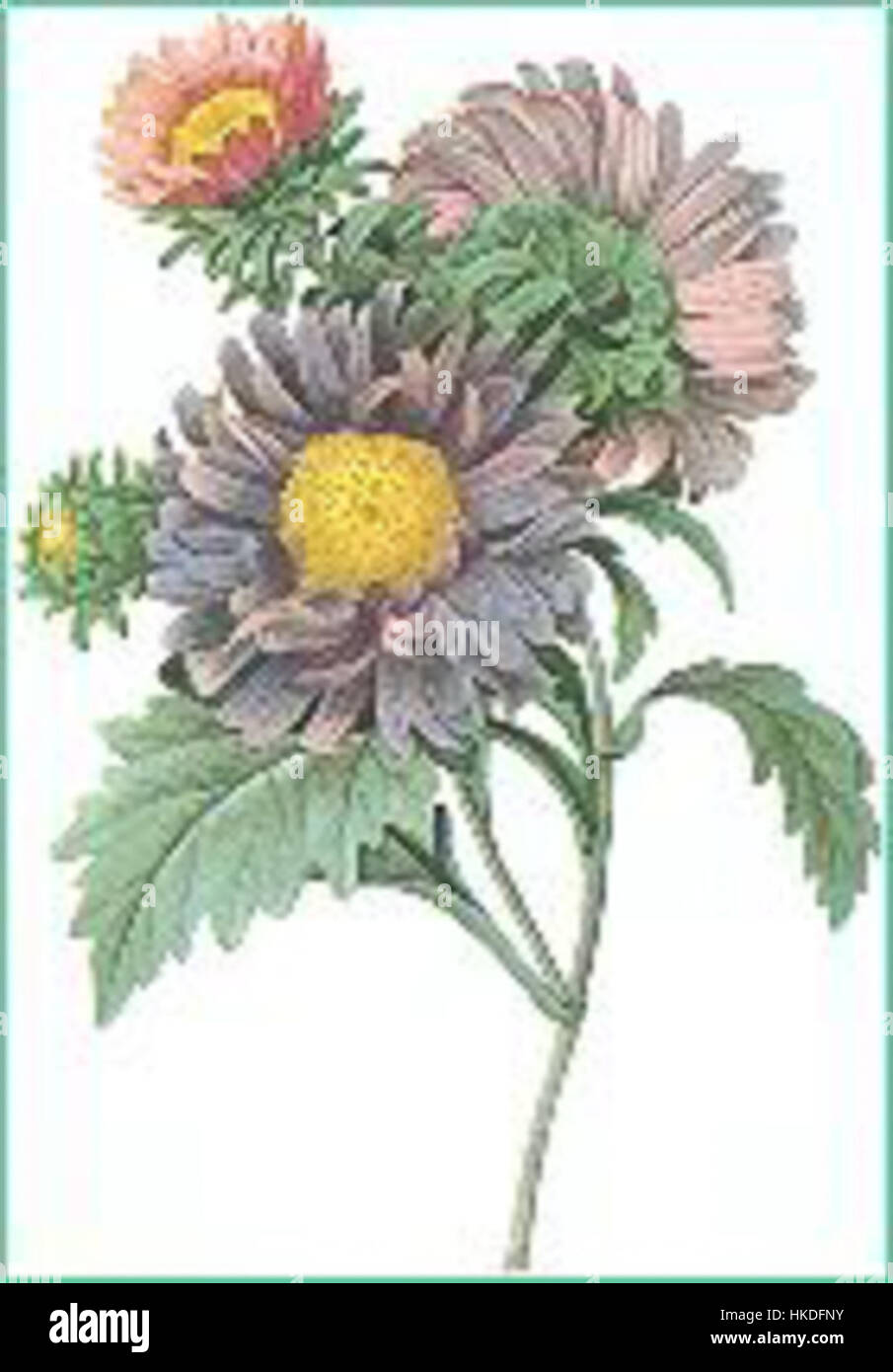 Aster painting hi-res stock photography and images - Alamy