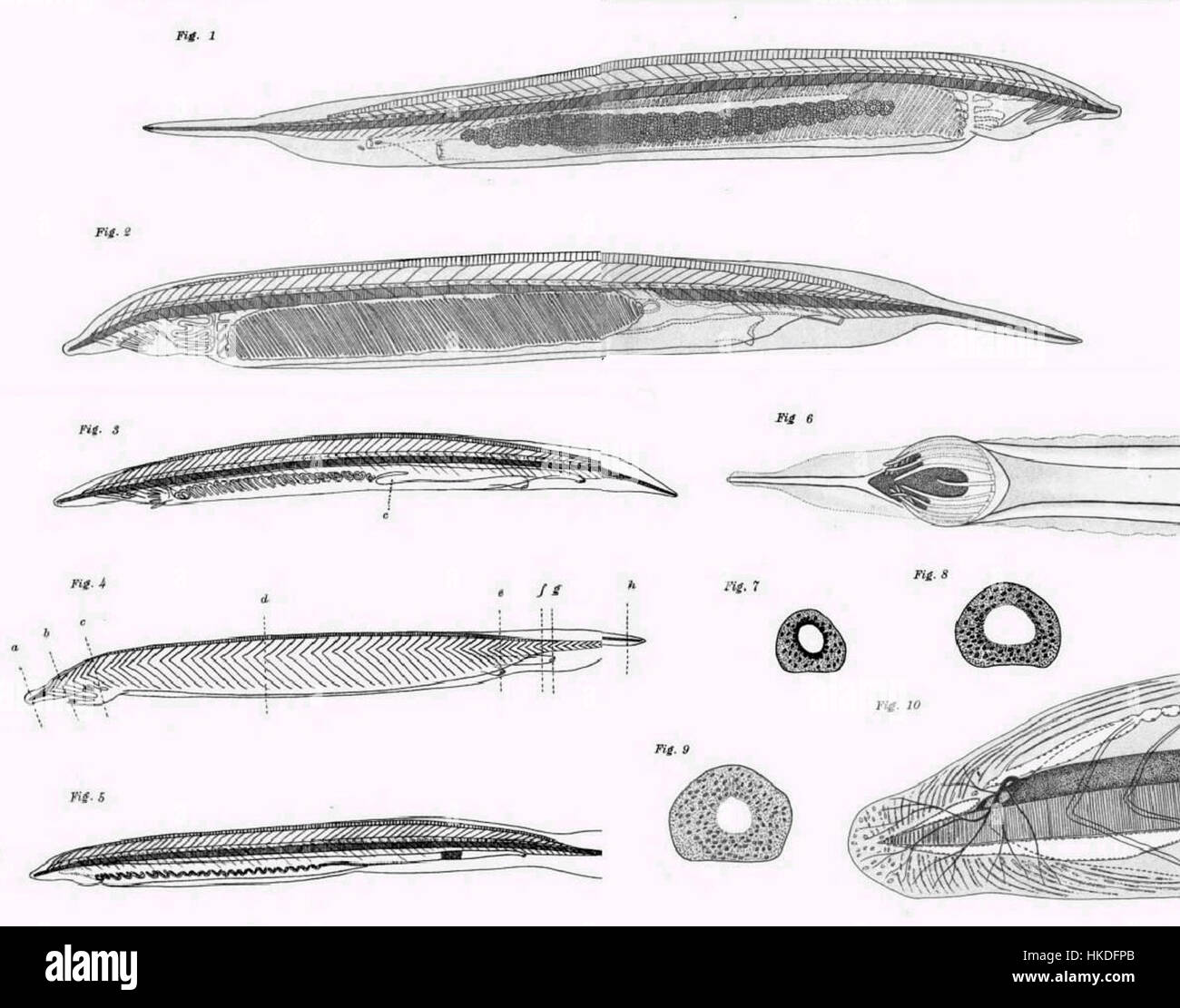 'Asymmetron lucayanum' is a species of coral native to the Caribbean ...