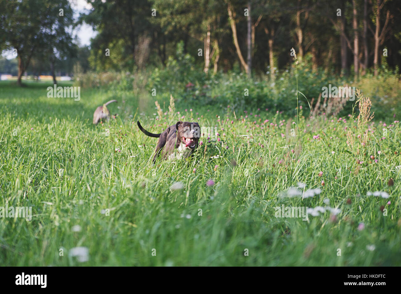 Dogs running on green field in park Stock Photo - Alamy