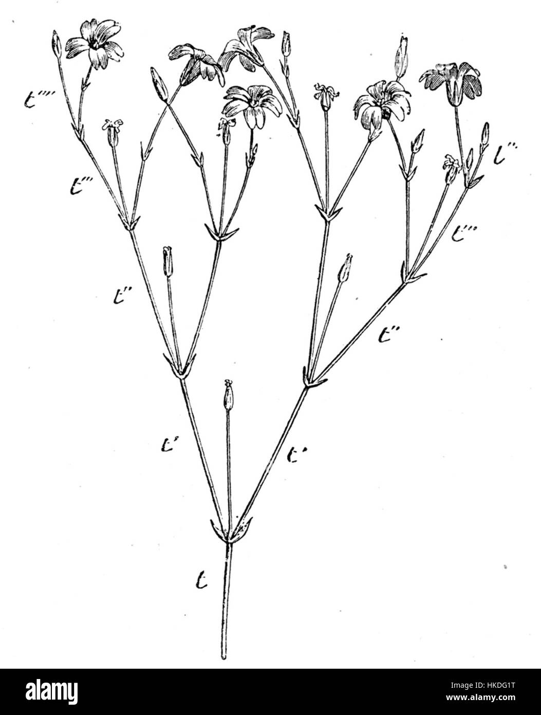 Drawing of chickweed Black and White Stock Photos & Images - Alamy