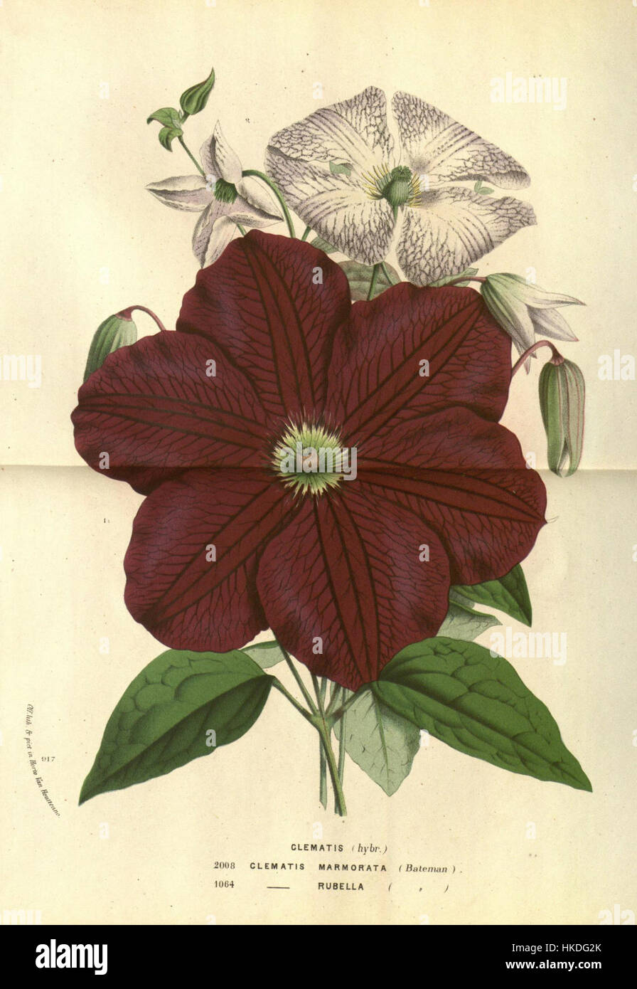 A botanical illustration of Clematis 'Marmorata' and Clematis 'Rubella ...