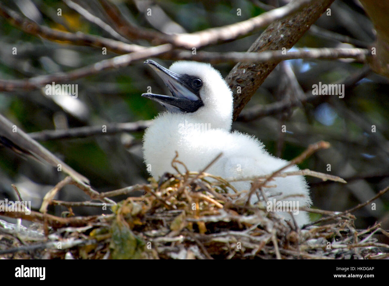 Fuzzy Baby Nazca Booby Stock Photo - Alamy