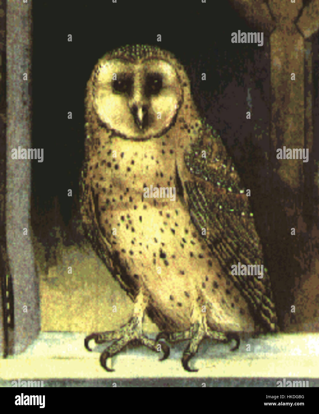 Painting owl historical hi-res stock photography and images - Alamy