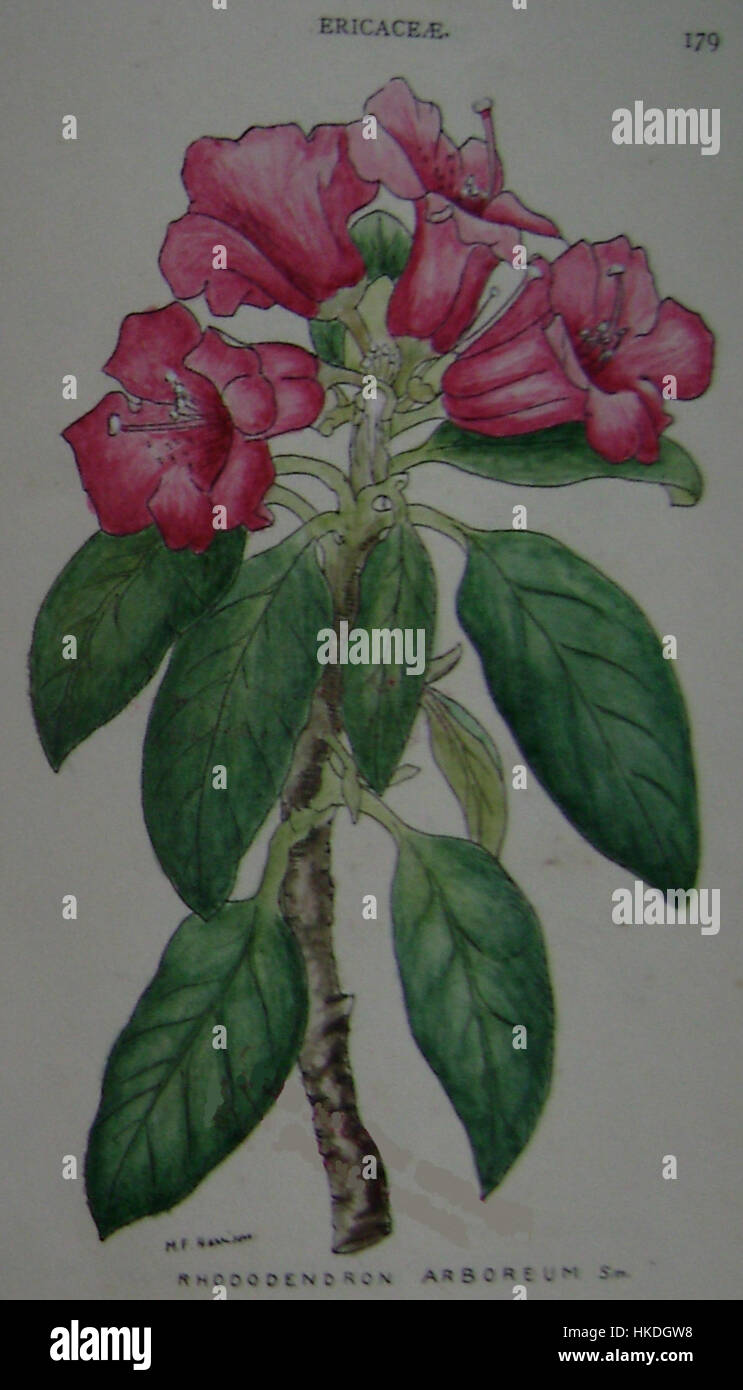This painting, titled 'Fyson179 Rhododendron arboreum,' depicts the ...