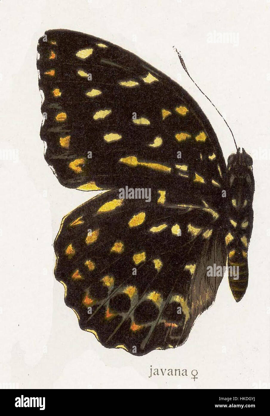 The *Lexias Dirtea Javana* butterfly, illustrated by Seitz, is native ...
