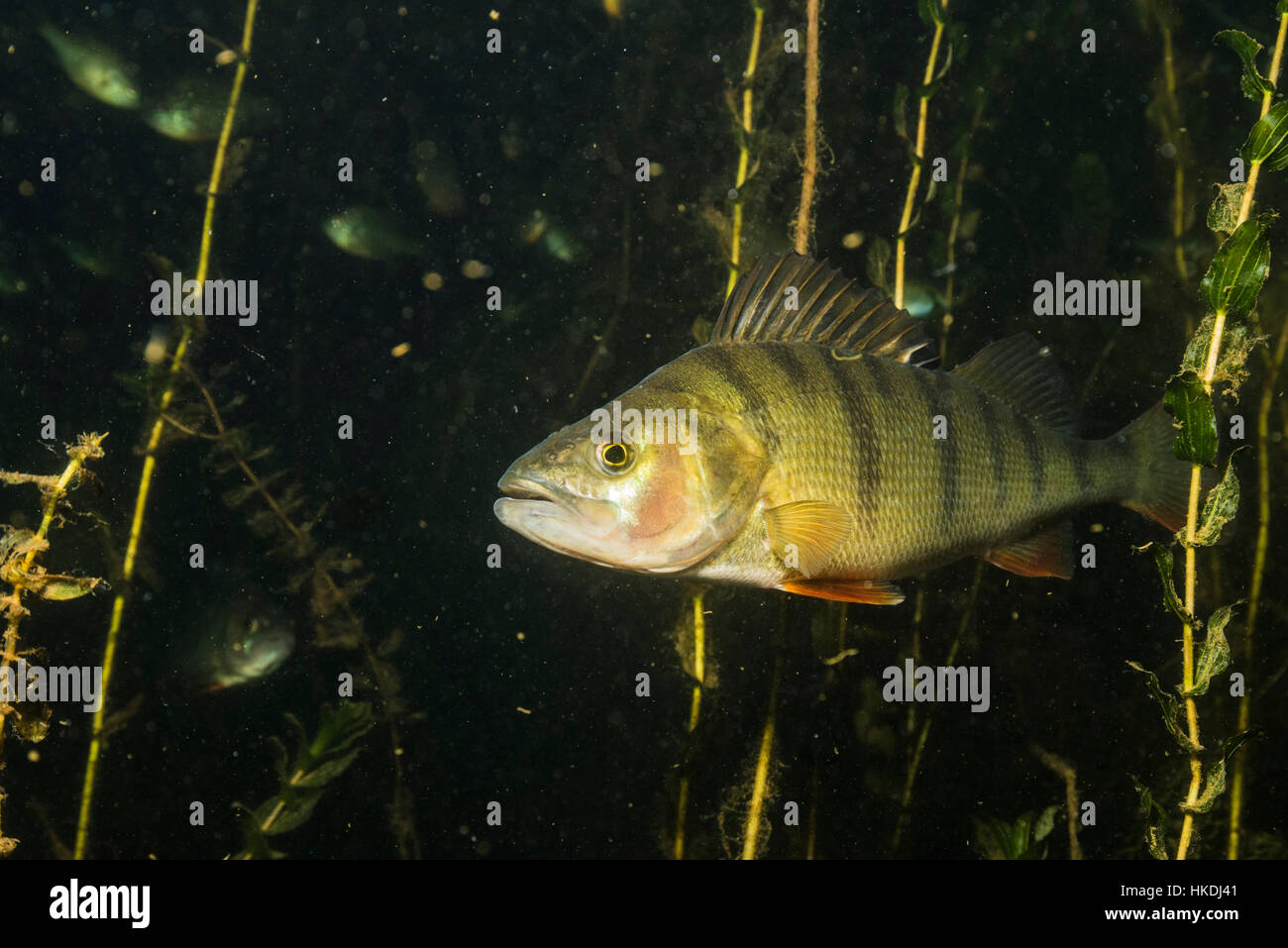 European perch (Perca fluviatilis), in natural habitat, Alte Donau ...