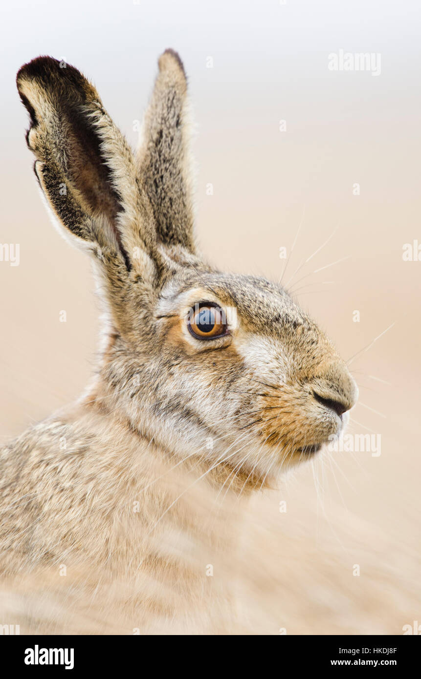 European hare (Lepus europaeus), portrait, National Park Lake Neusiedl ...