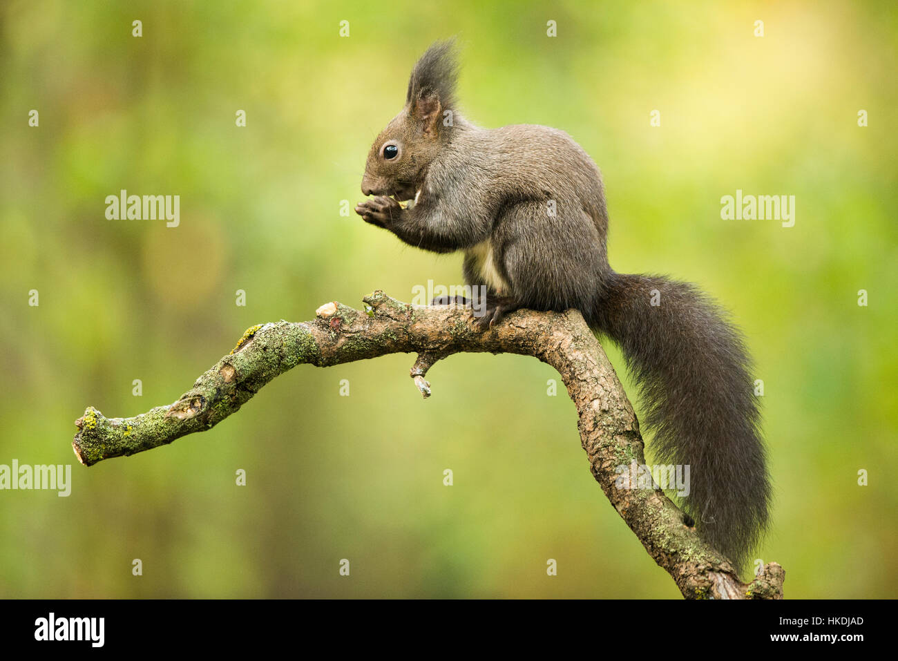 Squirrel (Sciurus vulgaris) sitting on tree branch eating, Lower ...