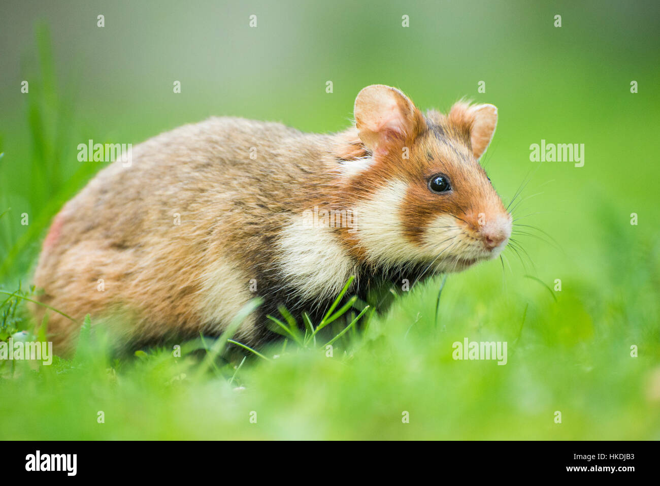 European hamster (Cricetus cricetus) in habitat, Lower Austria, Austria ...