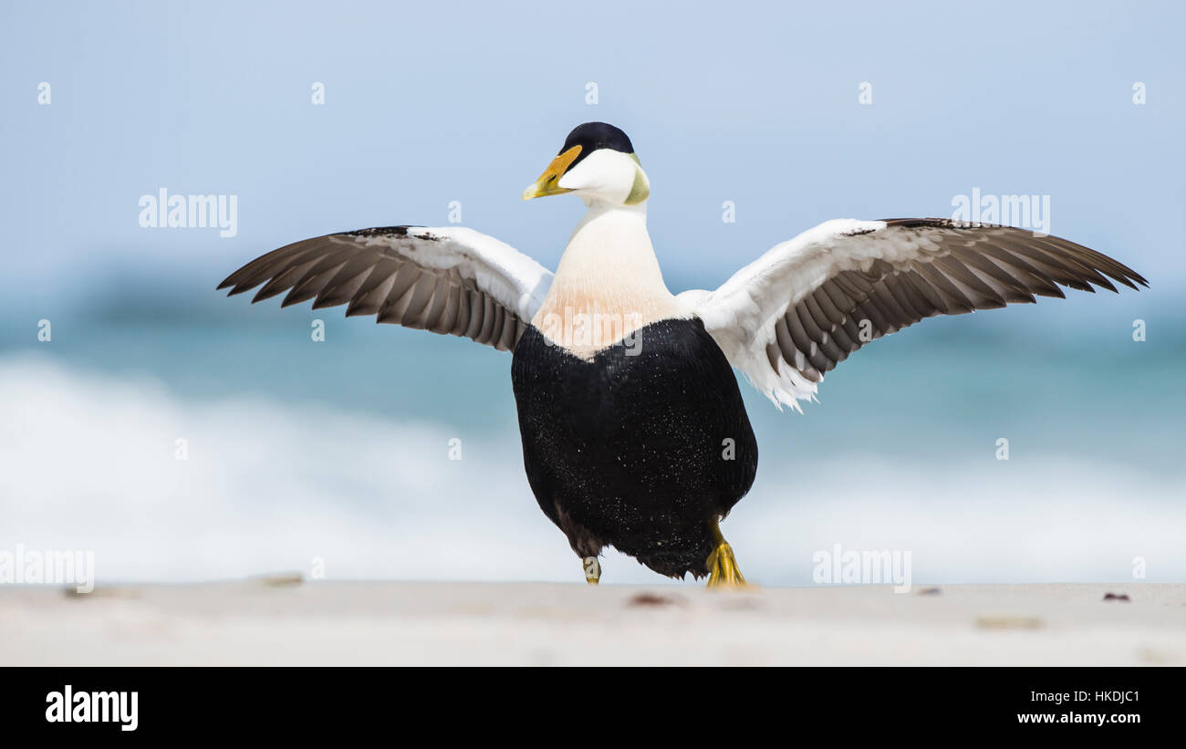 Common Eider (Somateria mollissima) with spread wings on dune ...