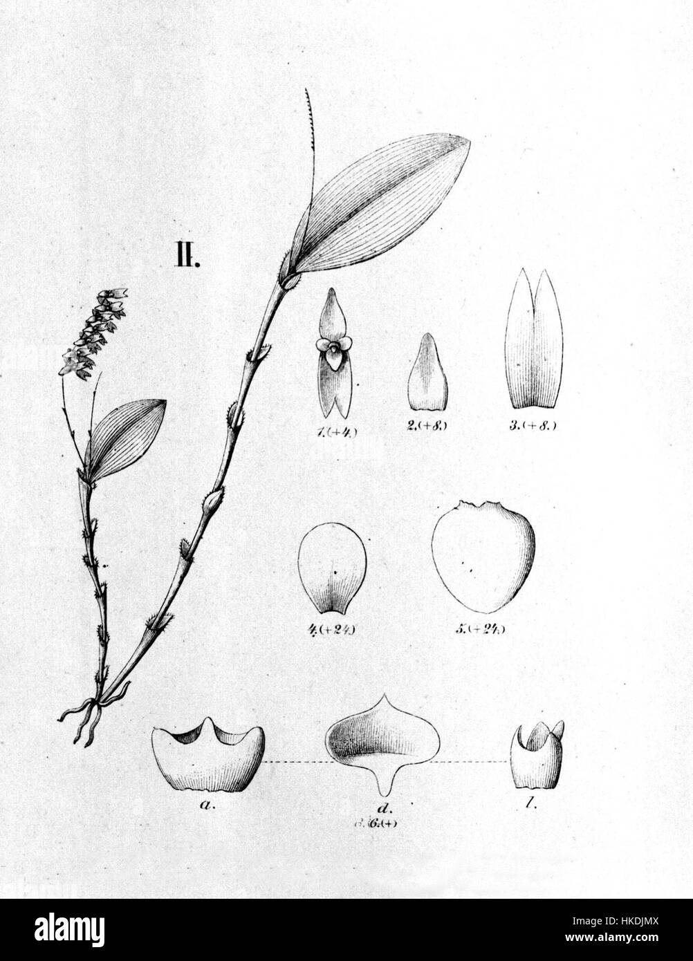 *Lepanthopsis floripecten* (formerly *Pleurothallis unilateralis*) is ...