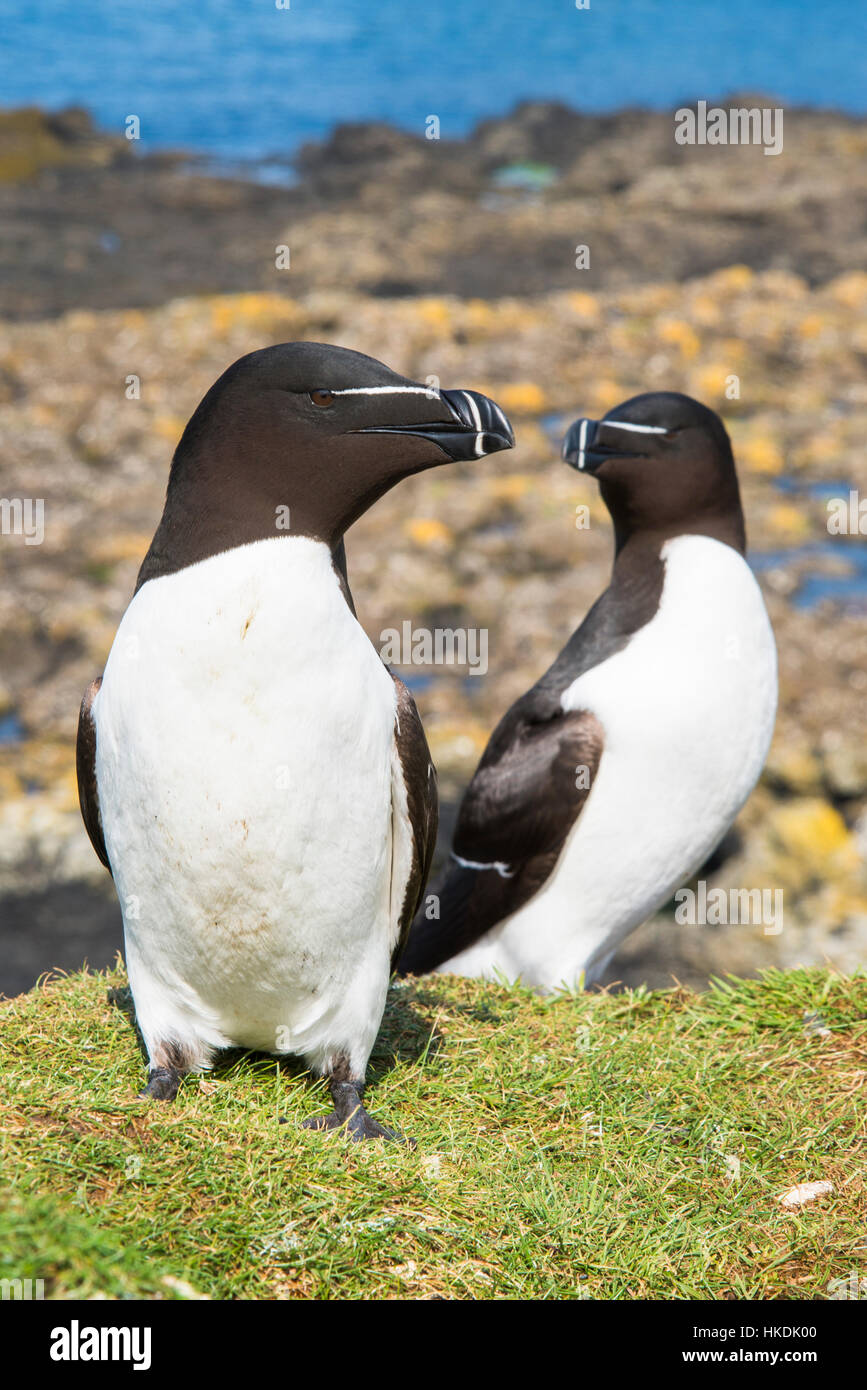 Full Body Full Length Lunga High Resolution Stock Photography and ...