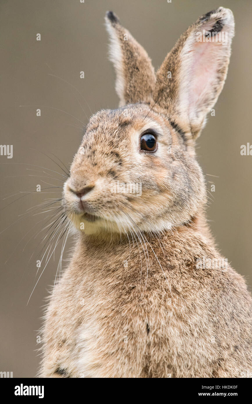 European rabbit (Oryctolagus cuniculus) with ears perked up, portrait ...