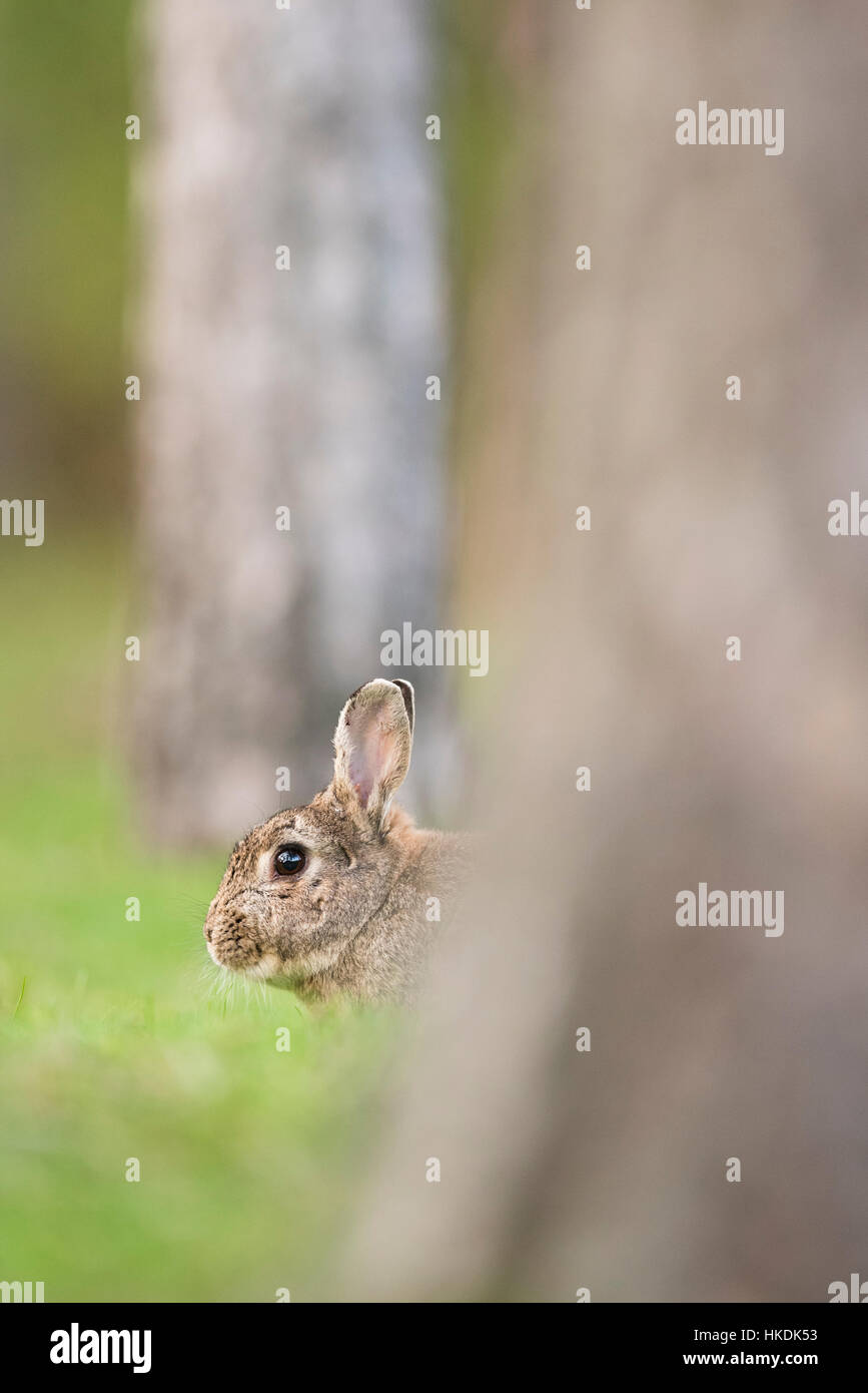 European rabbit (Oryctolagus cuniculus) is hiding, Lower Austria ...