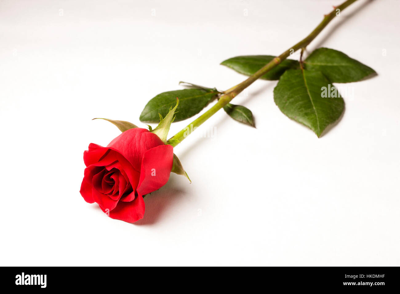 Single Red Rose Isolated on a white background Stock Photo - Alamy