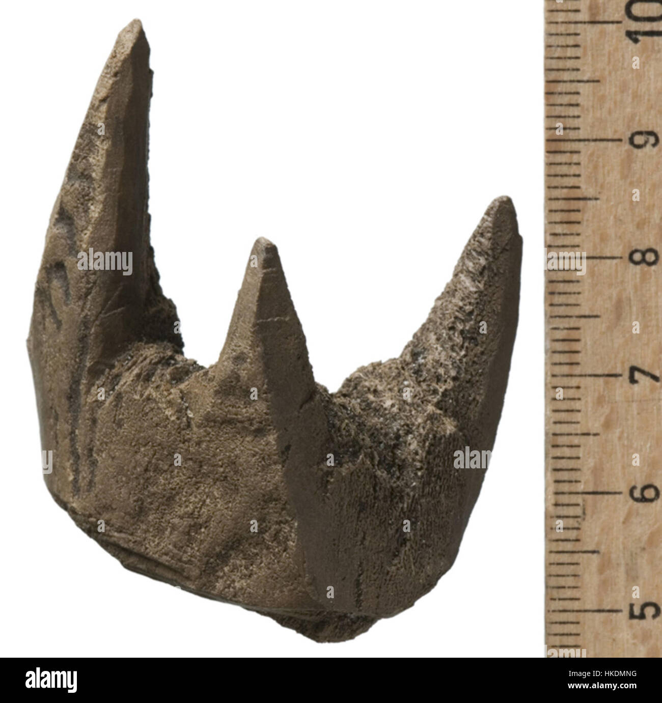 Bone drawing hi-res stock photography and images - Alamy