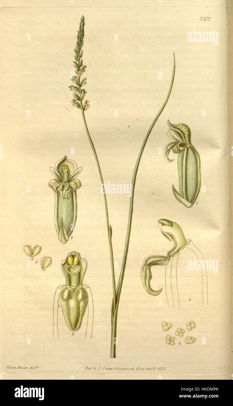 Microtis parviflora, commonly known as the green comet orchid, is a ...