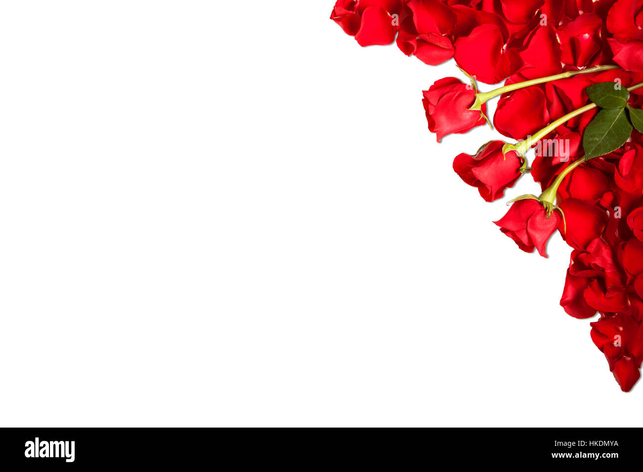Border of Red Roses and rose petals Isolated on a white background ...