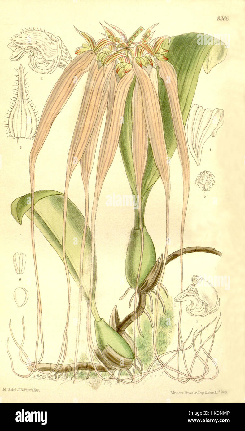 The illustration from Curtis' Botanical Magazine, featuring ...