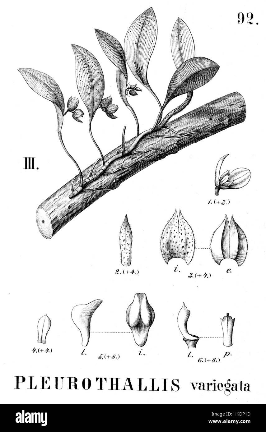 Botanical precision Cut Out Stock Images & Pictures - Alamy