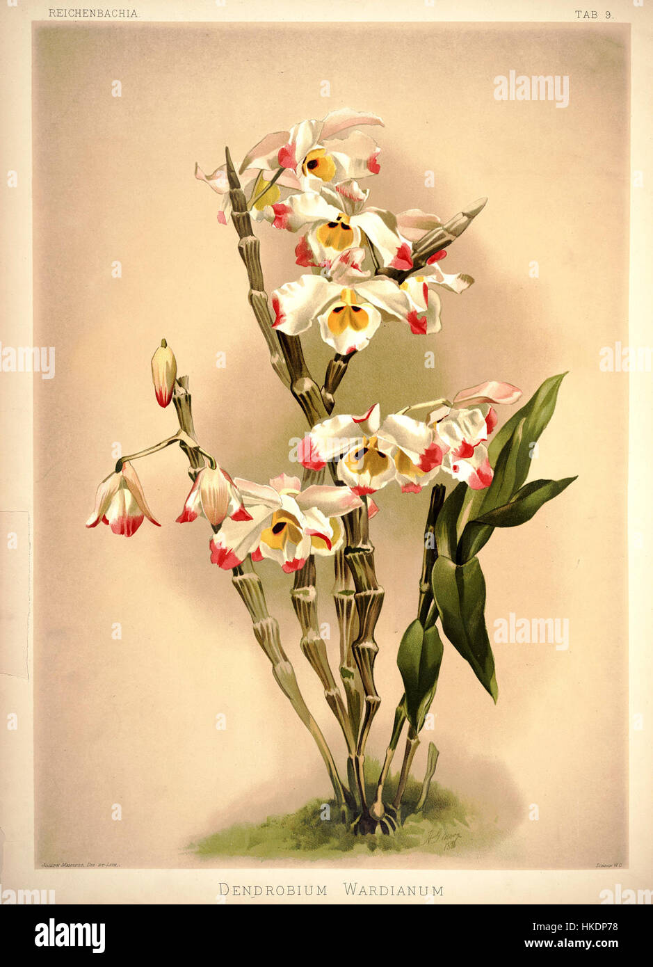 Frederick Sander Reichenbachia I plate 09 (1888) Dendrobium wardianum ...