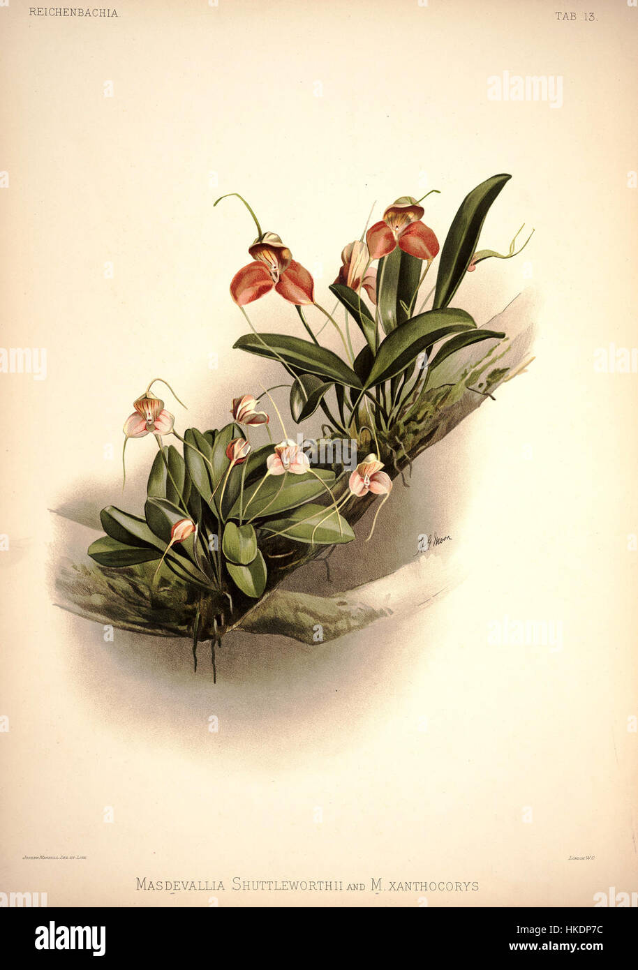 A botanical illustration by Frederick Sander from his 1888 work ...