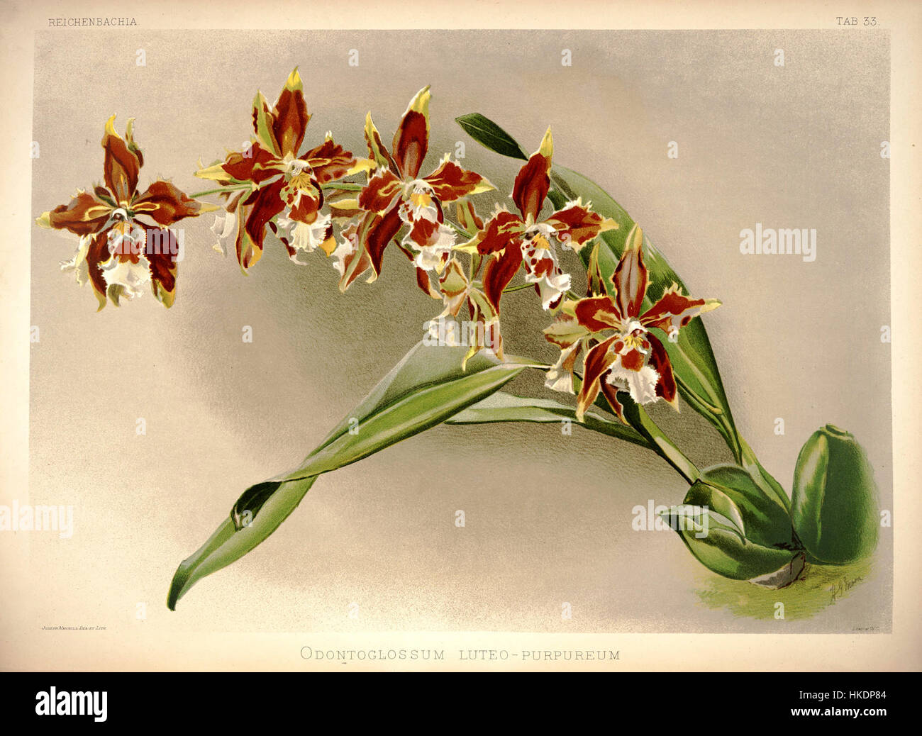 This botanical illustration by Frederick Sander from the 1888 work ...