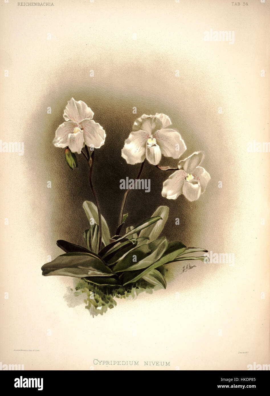 Frederick Sander Reichenbachia I plate 34 (1888) Cypripedium niveum ...