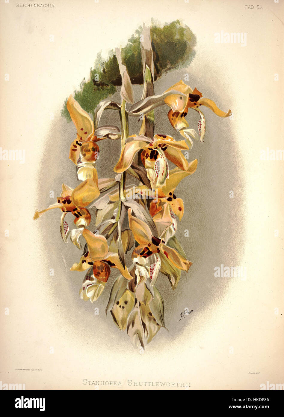 A botanical illustration from Frederick Sander's *Reichenbachia I ...