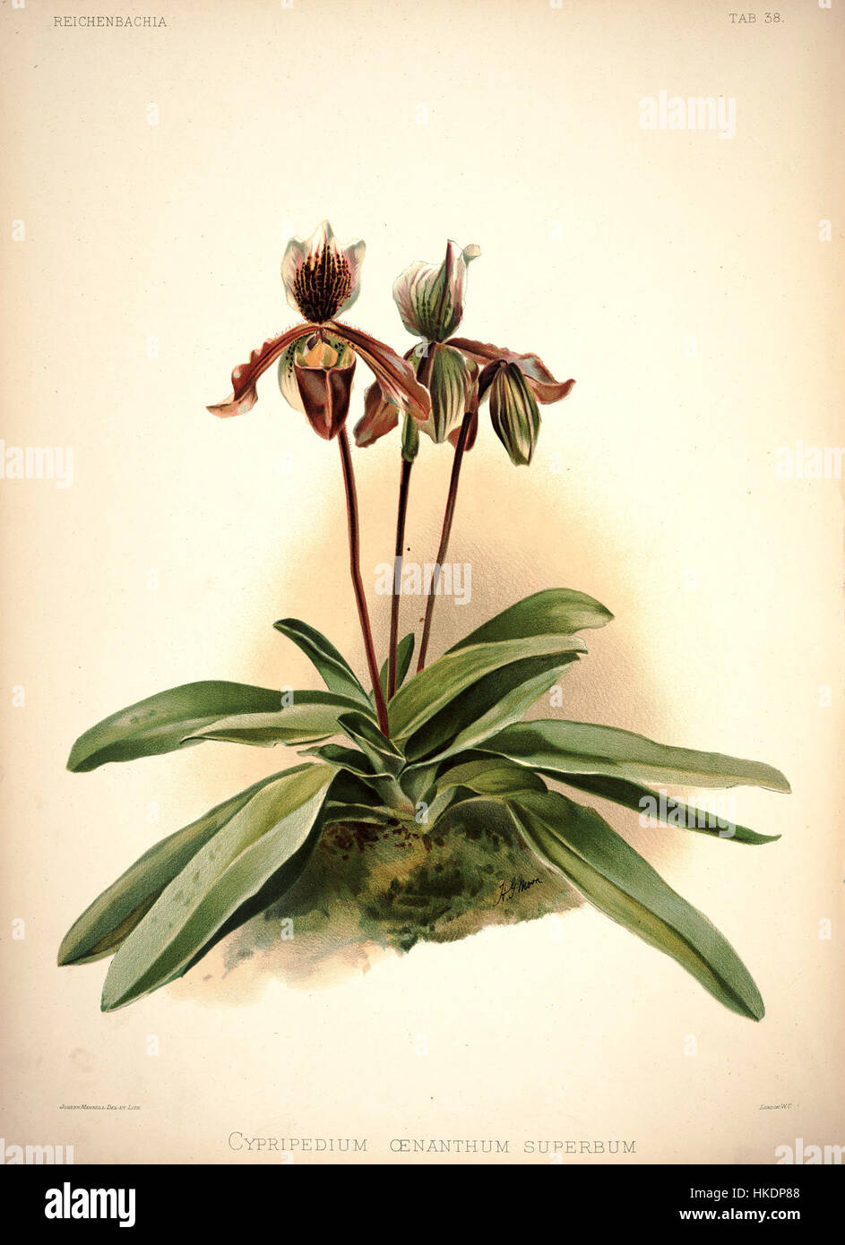 Frederick Sander Reichenbachia I plate 38 (1888) Cypripedium oenanthum ...