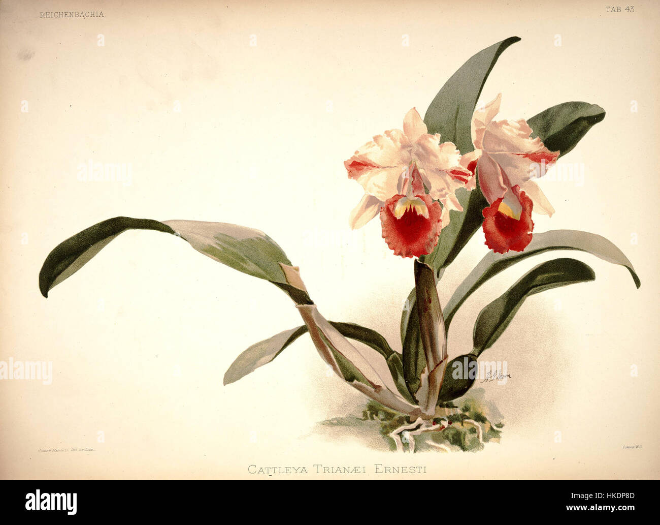 This botanical illustration from Frederick Sander’s 'Reichenbachia I ...