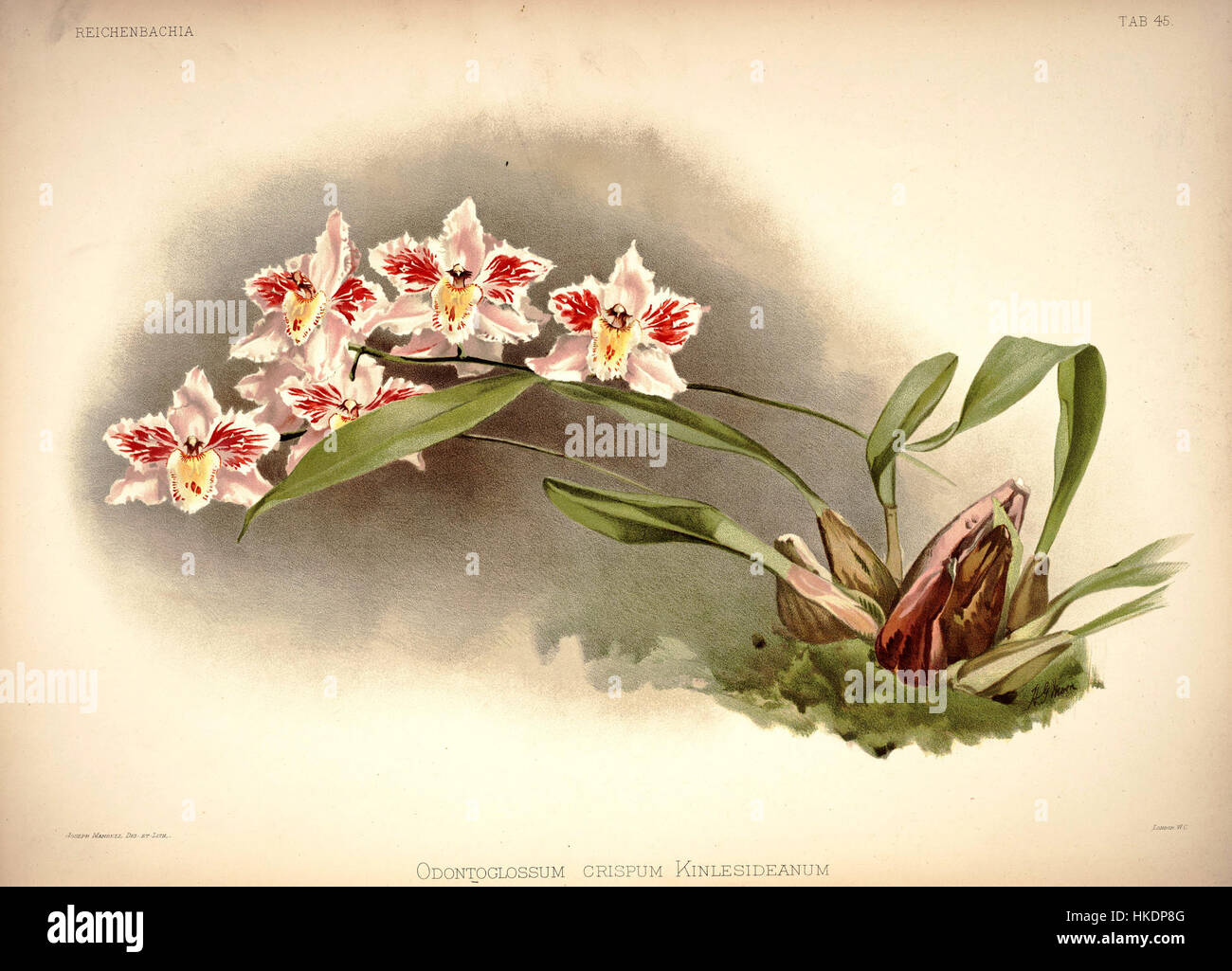 This botanical illustration from Frederick Sander’s 1888 work ...