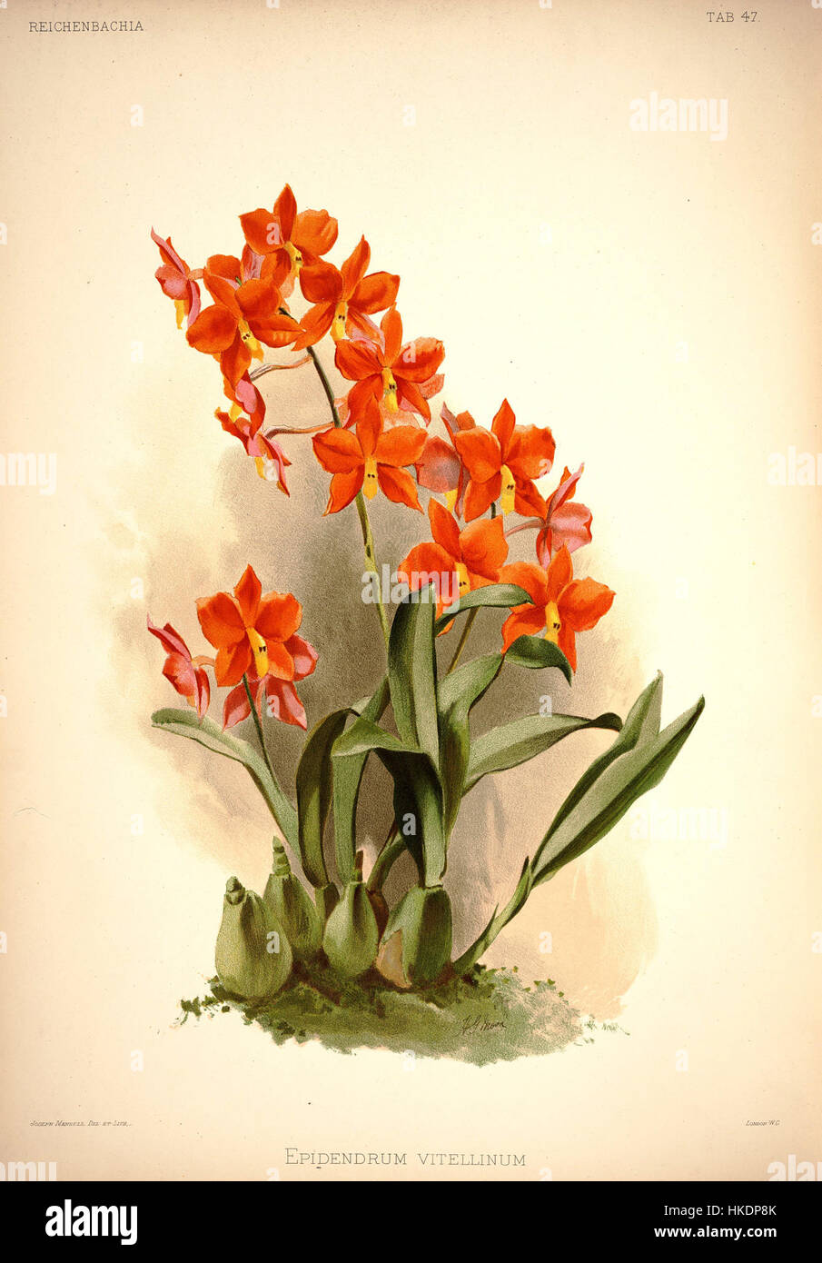This botanical illustration by Frederick Sander depicts the orchid ...