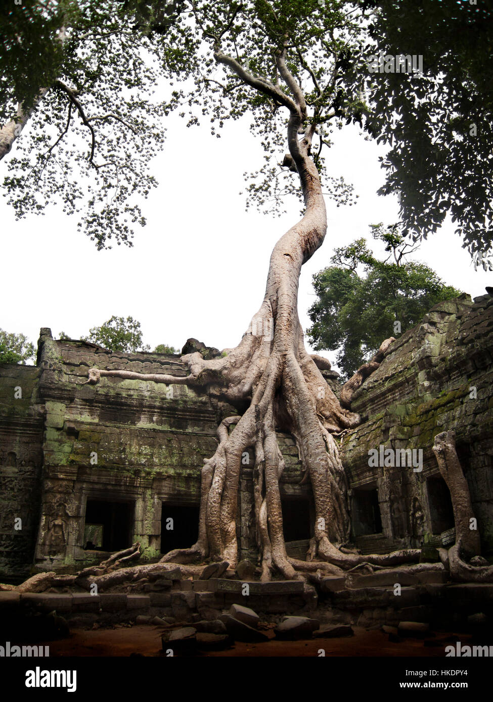 Tree growing out of ancient ruins near Angkor Wat temple complex, Siem ...