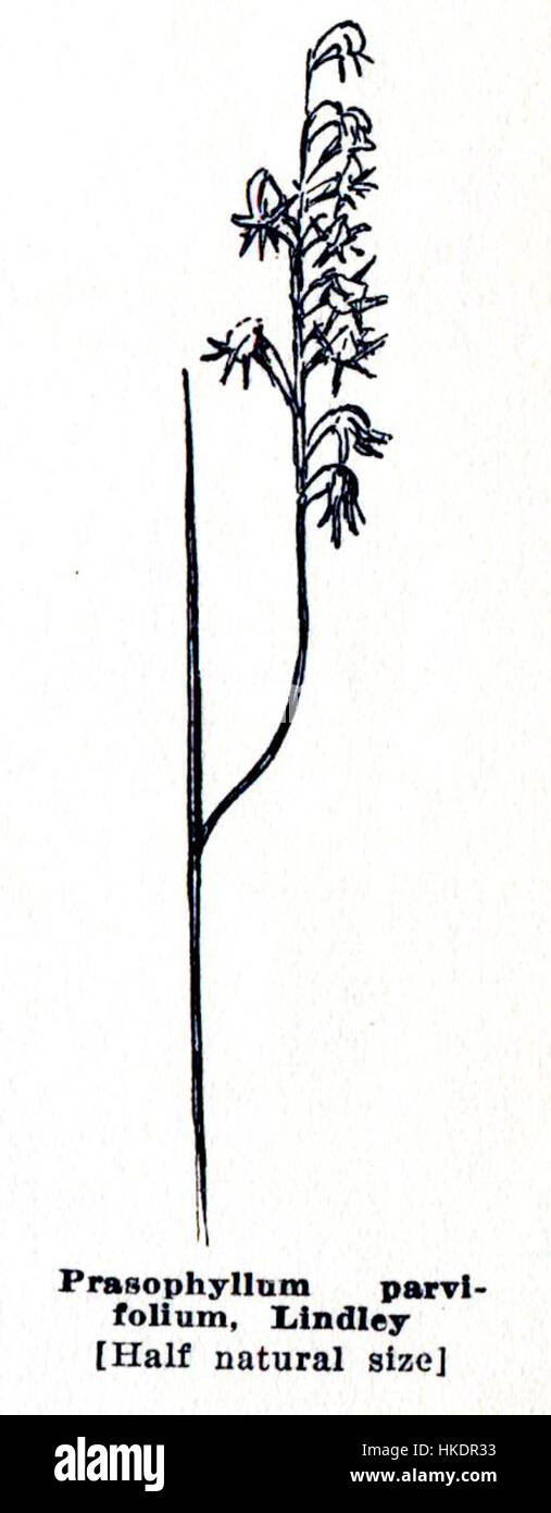 Australian native shrubs or climbers Cut Out Stock Images & Pictures ...