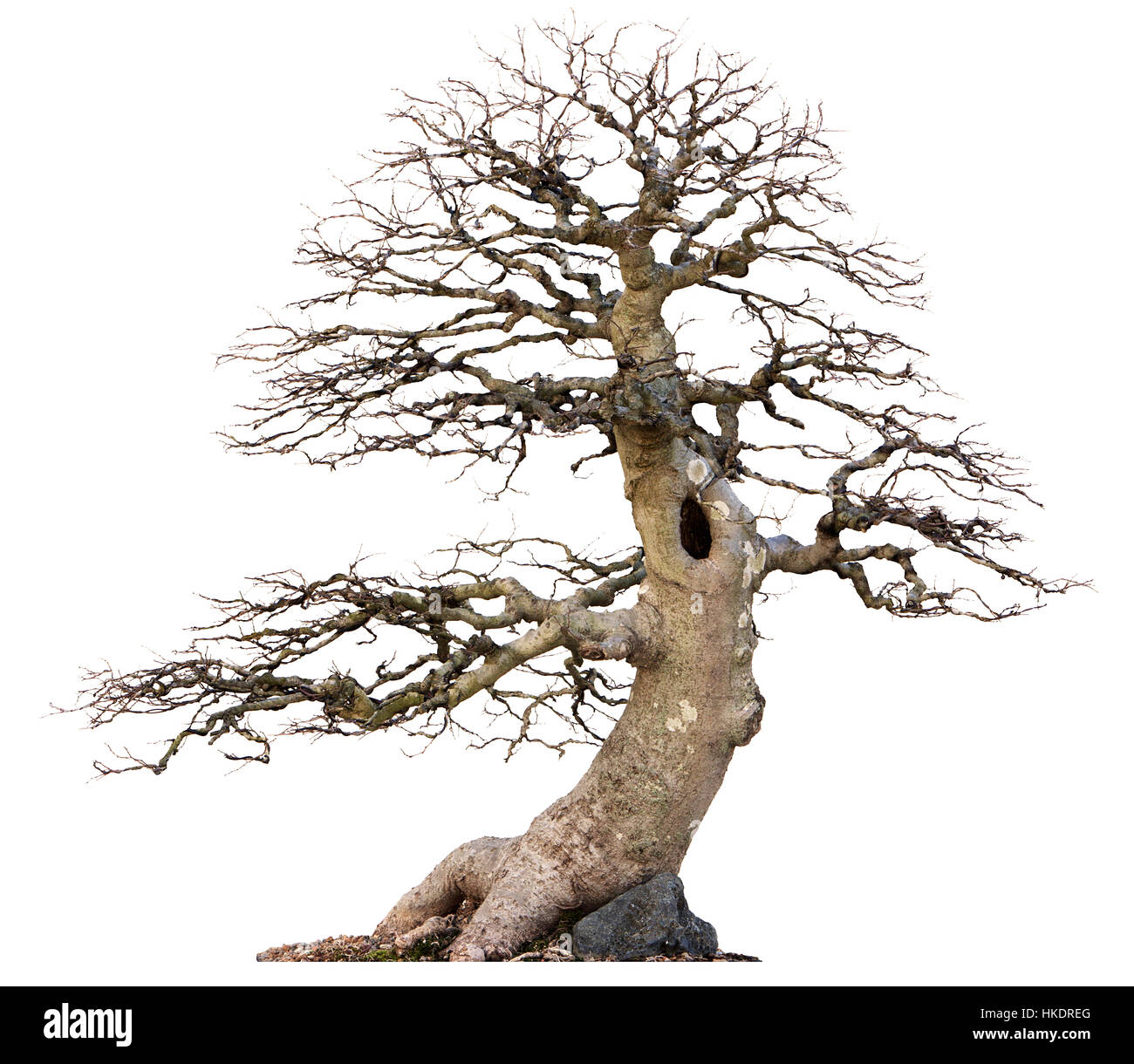 Gnarled tree against a white background Stock Photo - Alamy