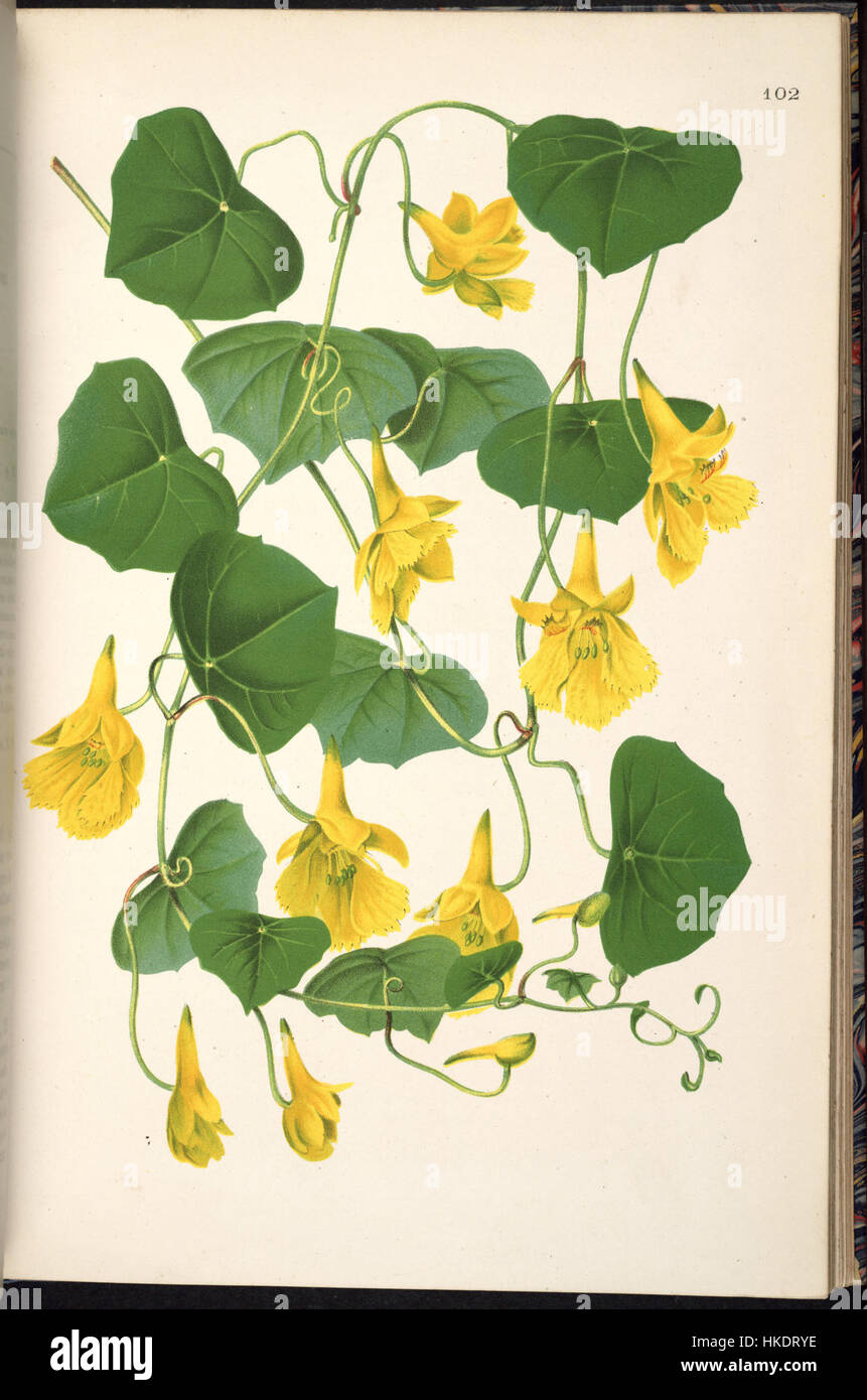 'Tropaeolum pendulum' is an artistic botanical illustration of the ...