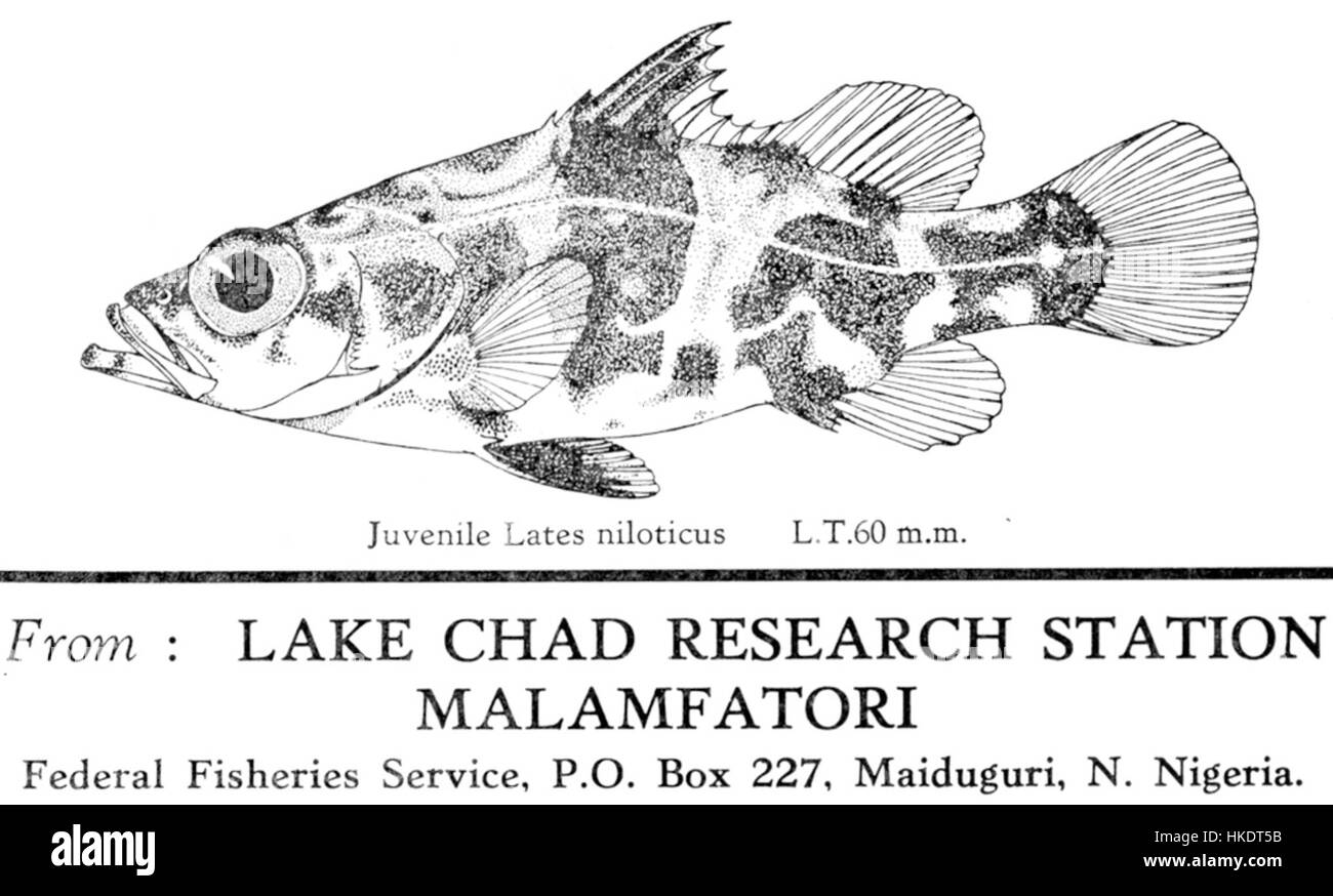 'Capitaine Nile Perch' is an artwork depicting the famed fish species ...