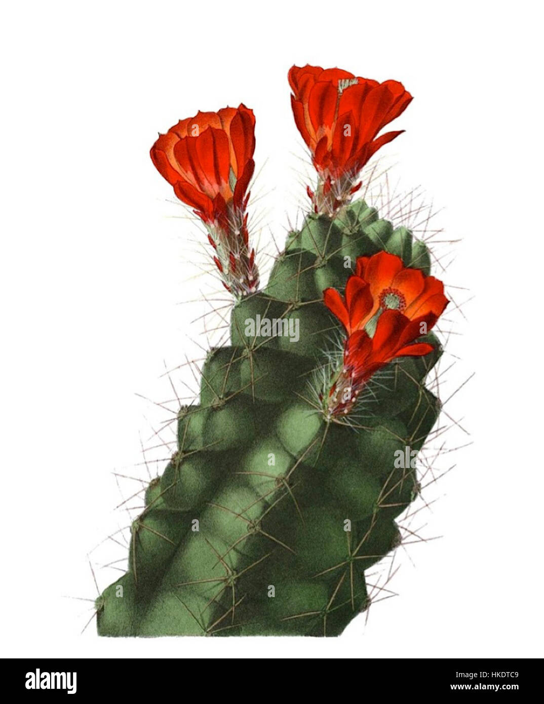 Echinocereus coccineus, also known as the scarlet hedgehog cactus, is ...